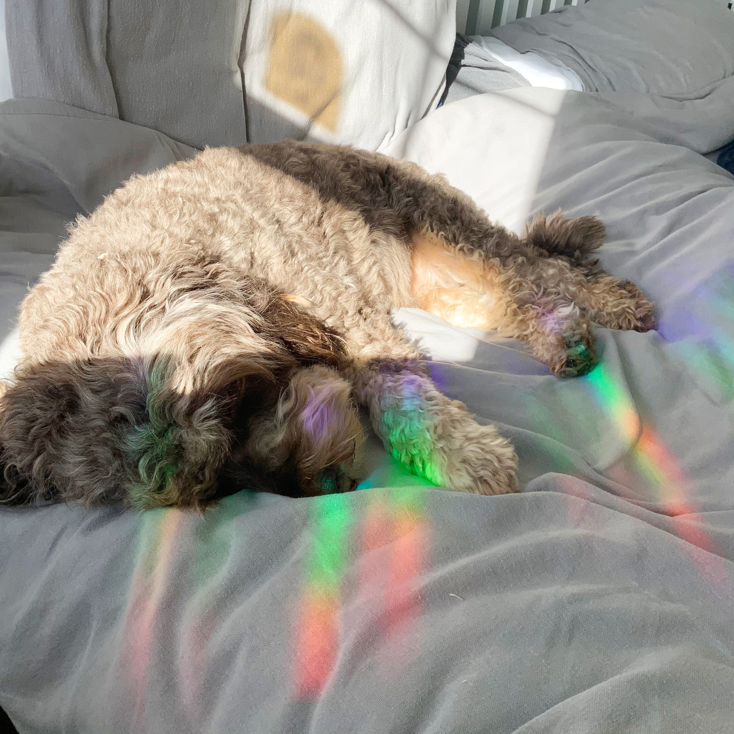 Rainbow Suncatcher Sticker – Nutmeg and Arlo